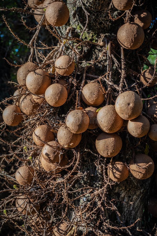 Tropical Exotic Tree With Nuts. Stock Image - Image of terrain, nature ...