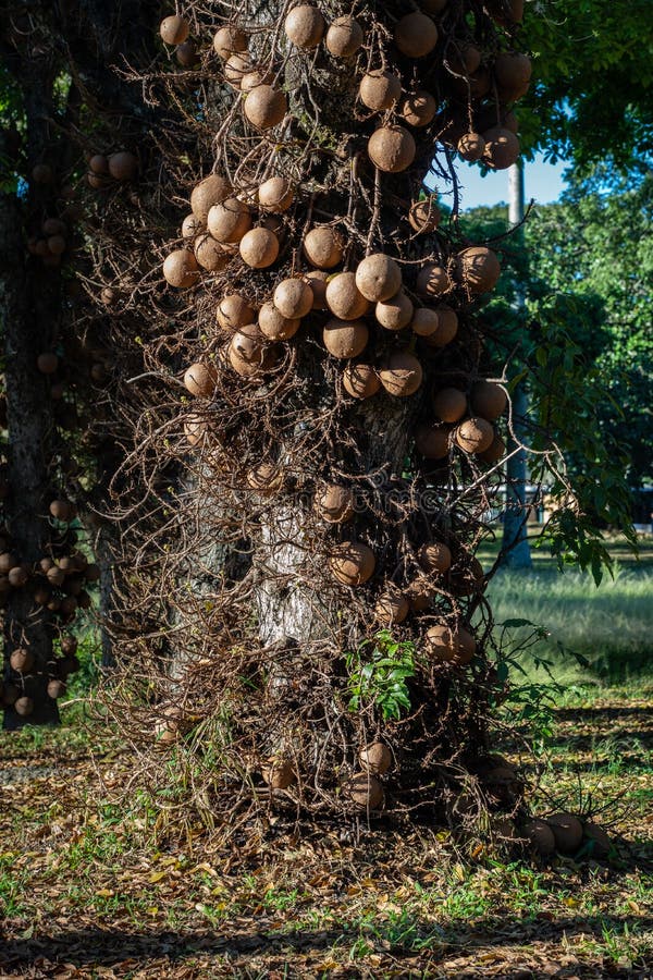 Tropical Exotic Tree with Nuts. Stock Image - Image of extreme, nature ...