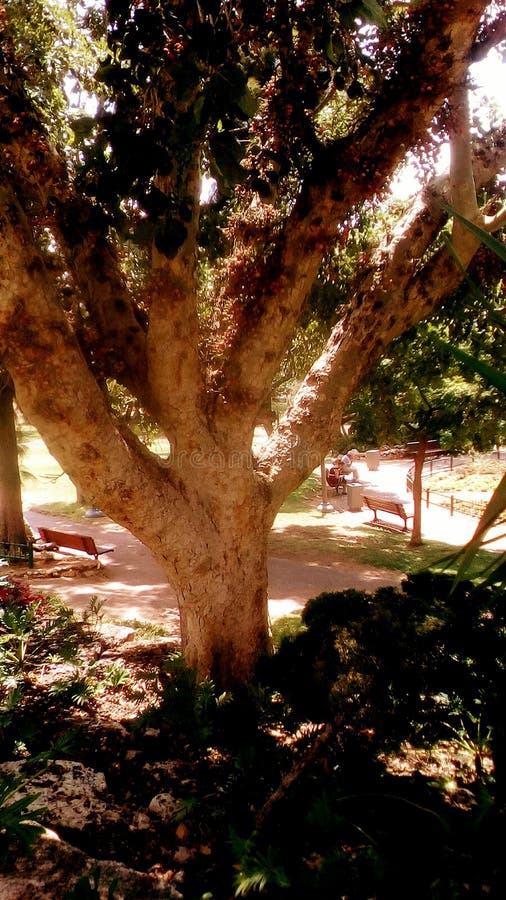 Tropical exotic tree stock photo. Image of season, fruit - 122143646