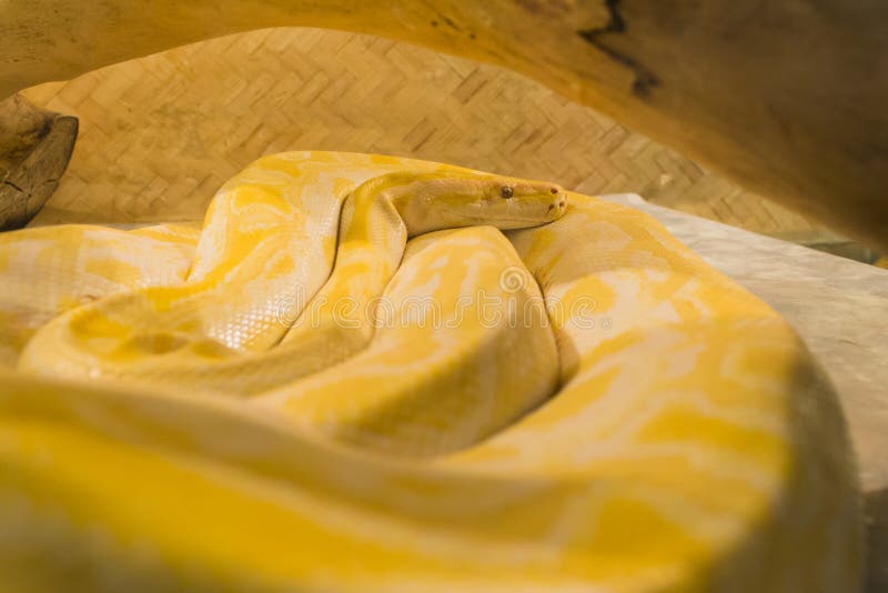 Tropical Exotic Yellow Boa Terrarium Stock Image - Image of creeping ...