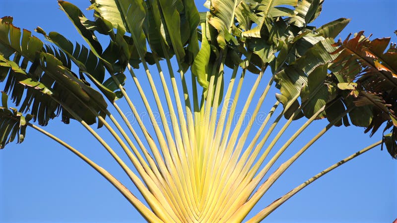 Tropical Fan Palm Tree Spreading Its Stock Footage - Video of growth ...
