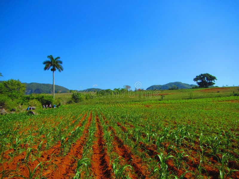 Cuban Agricultural Corn Fields Stock Photo - Image of soil, maize ...