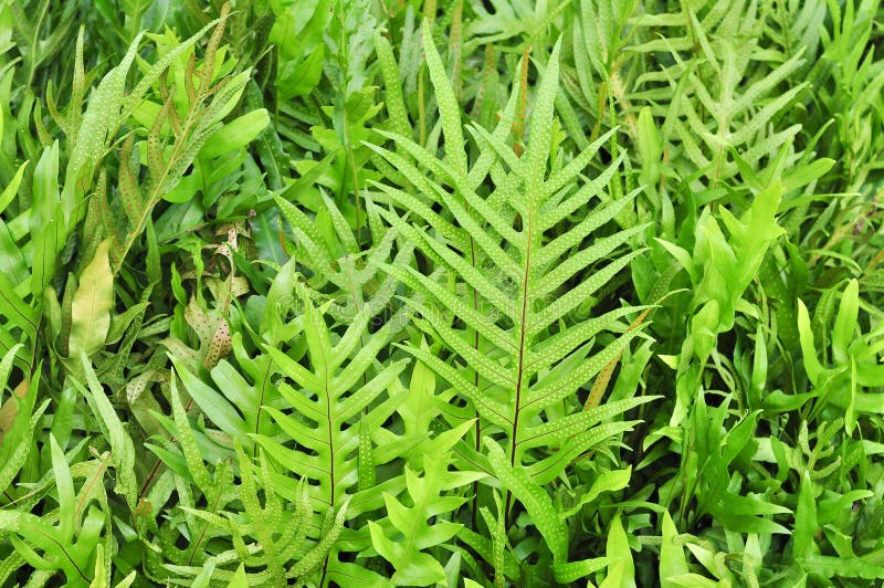 Fishbone Fern stock image. Image of stem, boston, corner - 1680157