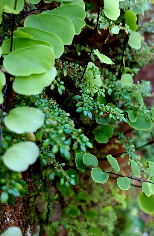 Tropical Fern with Tiny Fan-Shaped Leaves Stock Image - Image of leaves ...