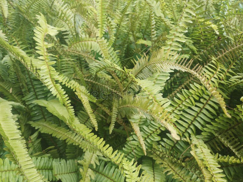 Tropical Ferns & Pterydophyta Stock Photo - Image of vegetation, tree ...