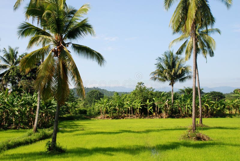 Tropical Field Picture. Image: 6627999