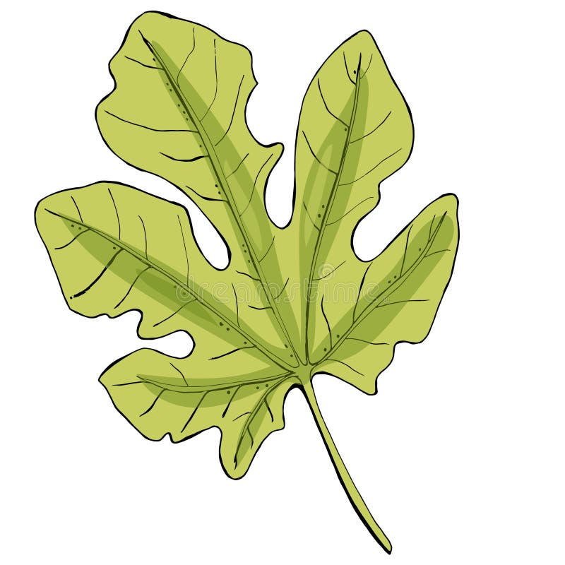 Fig Leaf Stock Illustrations – 5,035 Fig Leaf Stock Illustrations ...