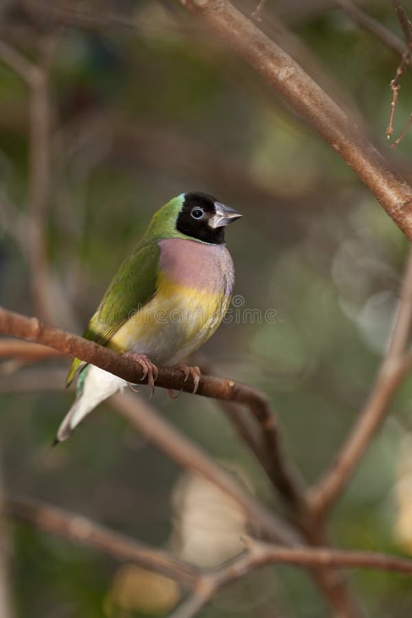Tropical finch stock photo. Image of claws, animal, exotic - 13113458
