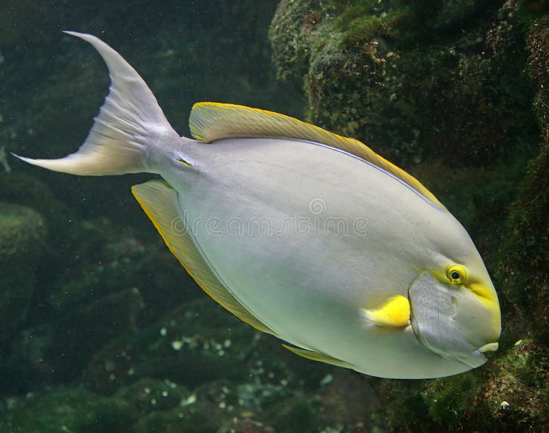 Tropical Fish 10 stock photo. Image of yellow, fish, salty - 2439916