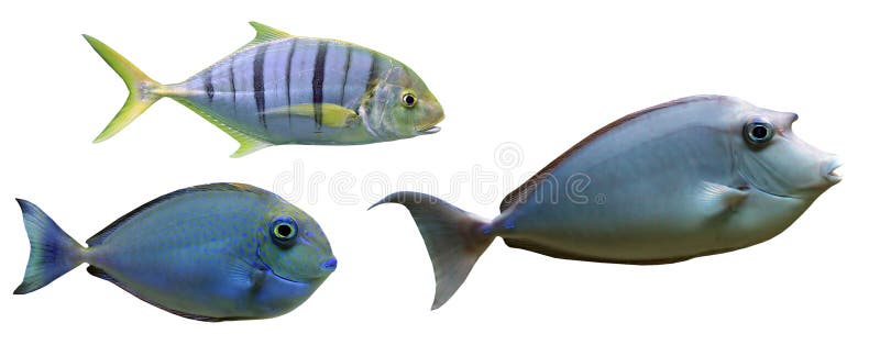 Joshua Fish's Instagram, Twitter & Facebook on IDCrawl