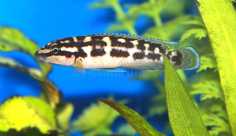 Tropical Fish stock photo. Image of african, gills, contrast - 13395802