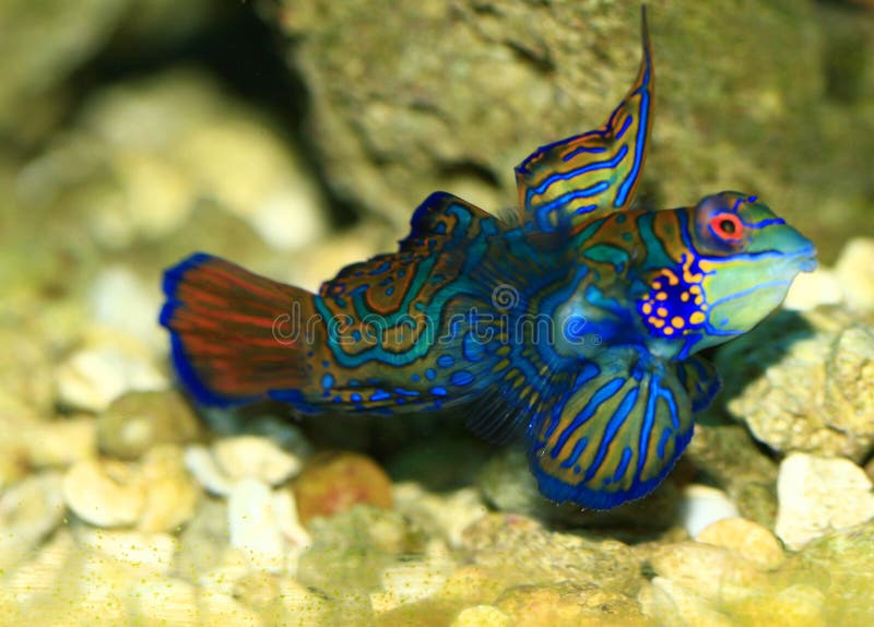 Tropical Fish Royalty Free Stock Image - Image: 1576156