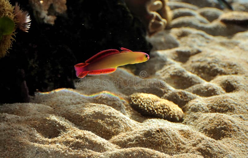 Lyre tail anthea fish stock image. Image of dahab, caribbean - 15267281