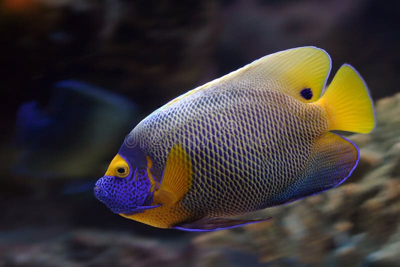 Tropical fish stock image. Image of tropical, aquarium - 1899961