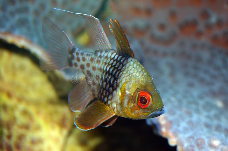 Grunt Fish stock photo. Image of blue, feather, bocas - 35103274