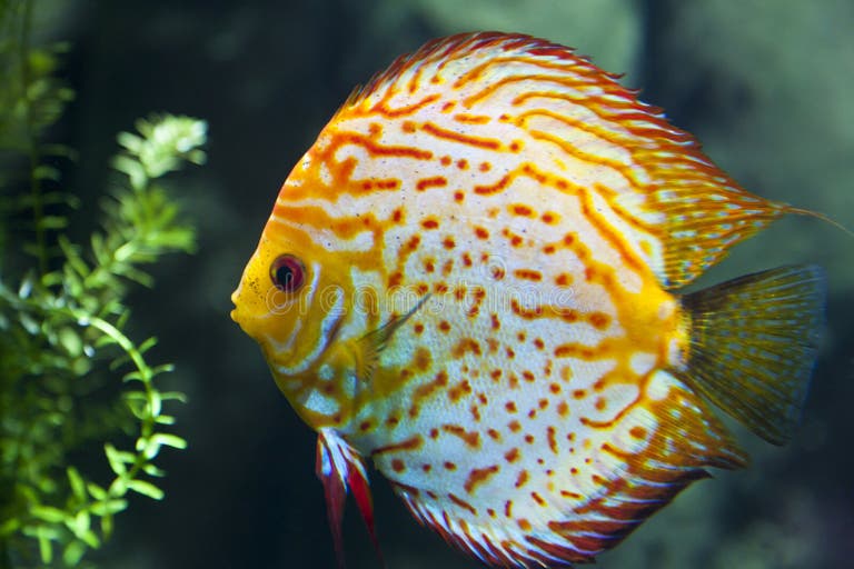 7,362 Tropical Fish Amazon Stock Photos - Free & Royalty-Free Stock ...