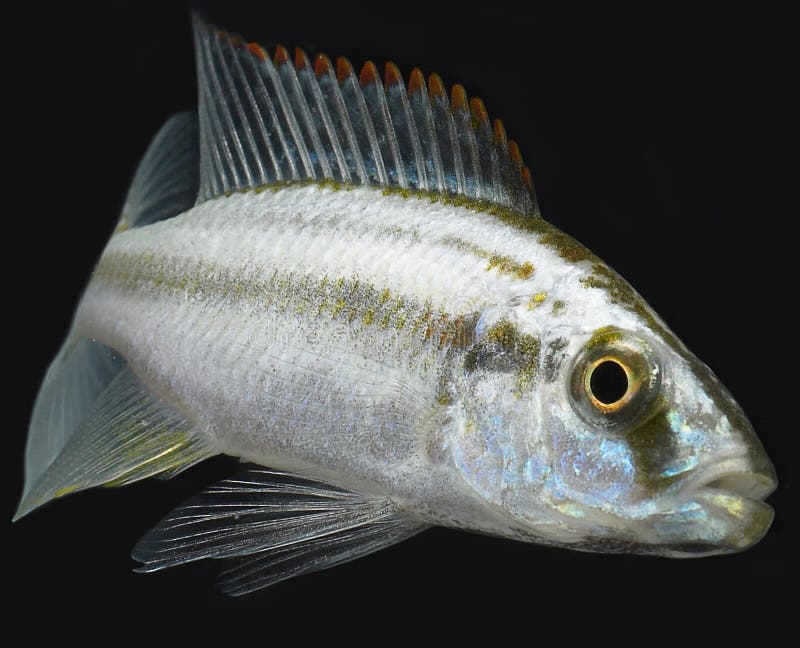 Zebrafish Zebra Barb Danio Rerio Freshwater Aquarium Fish Stock Image ...