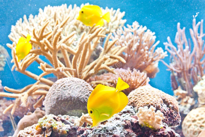 Tropical fish stock photo. Image of beauty, beautiful - 26149826