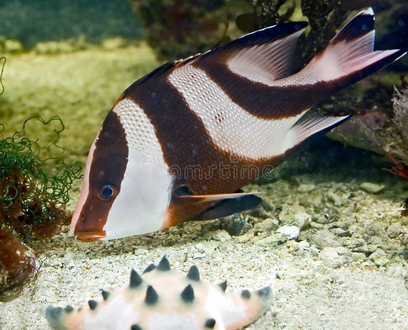 Tropical fish 27 stock photo. Image of marine, tropical - 6153712