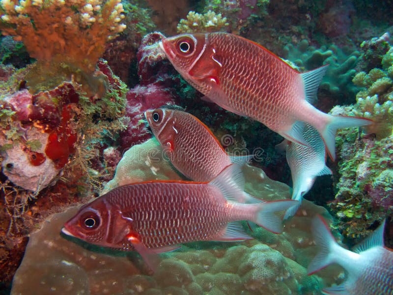 Schoolmaster fish swimming stock photo. Image of nature - 779882
