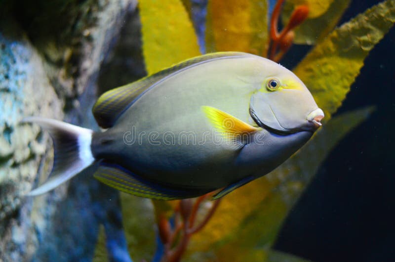 Ringtail Surgeonfish (pualu) Stock Photo - Image of brown, swim: 30643392