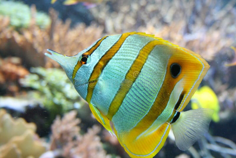 Tropical fish stock image. Image of nature, tank, fish - 3899417