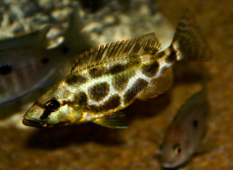 Pike Fish Hunting and Eating Stock Image - Image of gills, angling ...