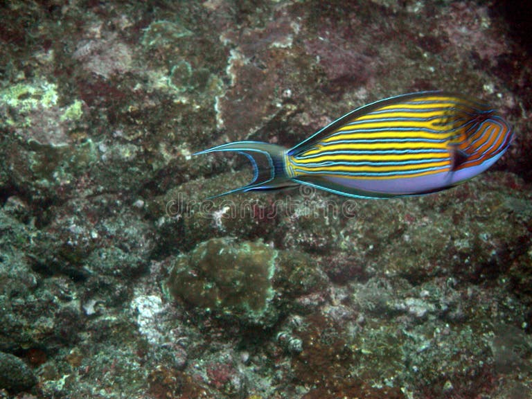 1,700 Patterned Fish Stock Photos - Free & Royalty-Free Stock Photos ...