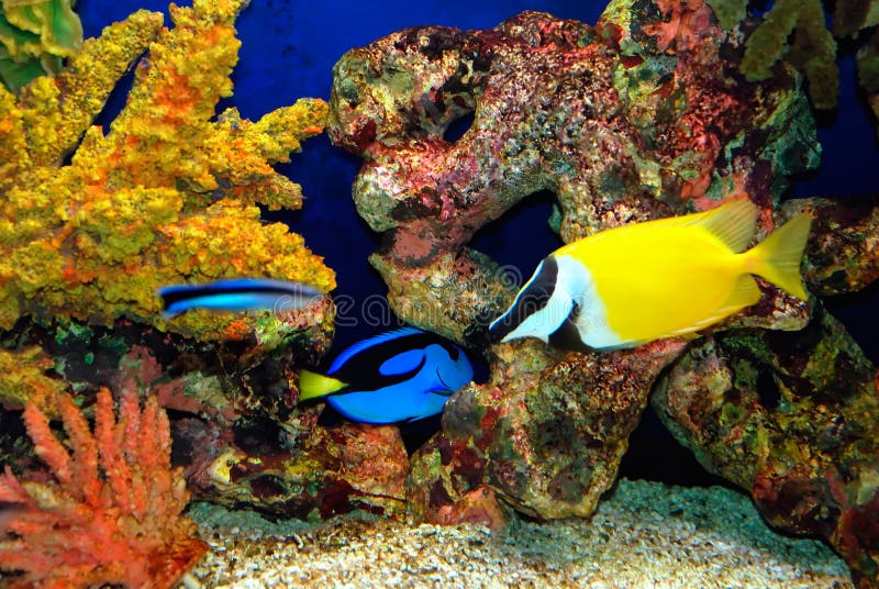 Tropical fish stock photo. Image of nature, water, animal - 5133654