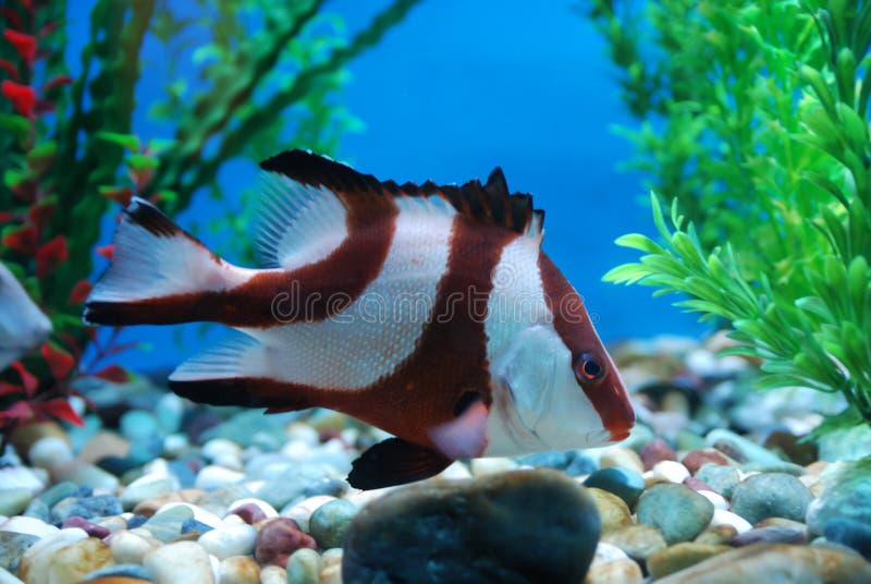 Tropical fish stock photo. Image of water, turquoise, saltwater - 5403858