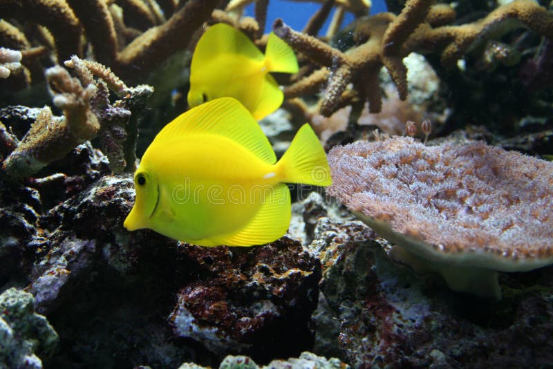 Tropical fish stock image. Image of bright, yellow, tank - 5468797