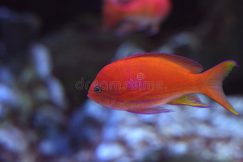 Tropical Fish stock photo. Image of reef, fins, bright - 5884300