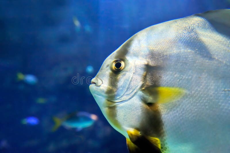 Wimple-fish stock image. Image of warm, tank, underwater - 7375511
