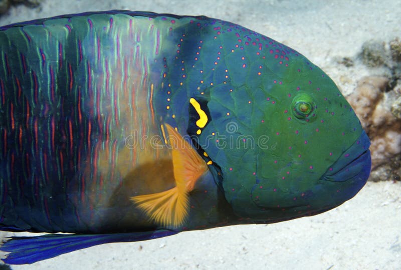 Tropical fish stock photo. Image of colorful, cacadu, plants - 7422222