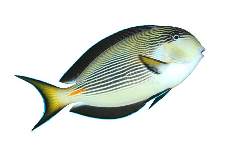Humuhumunukunukuapua a--Hawaii S State Fish. Stock Photo - Image of ...
