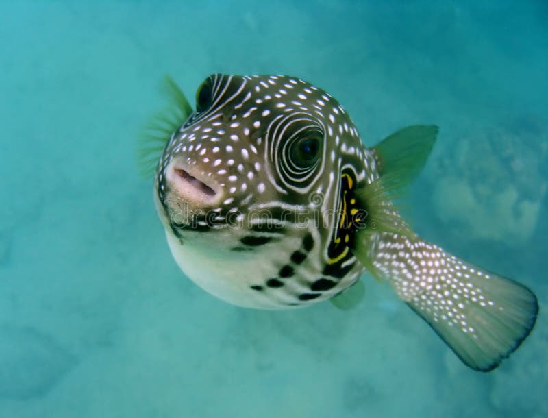 Egypt Underwater Red Sea Taba Fish Stock Photo - Image of egypt, wild ...