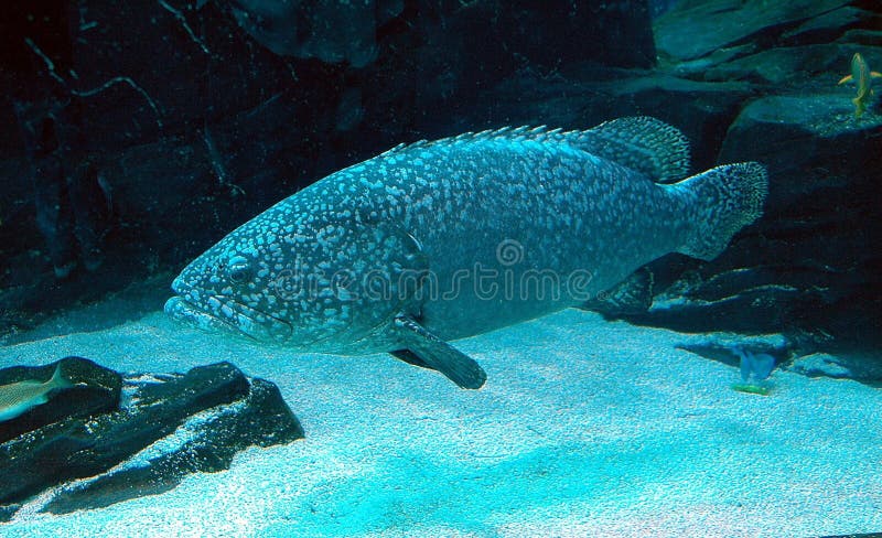 Tropical fish stock image. Image of habitat, fish, tropics - 8321379
