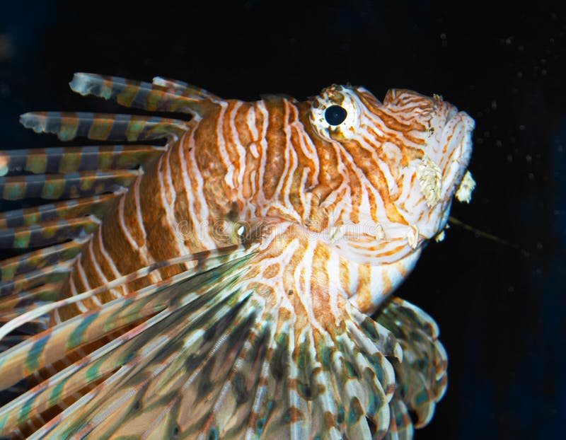 Tropical fish stock image. Image of striped, fish, snorkeling - 883045