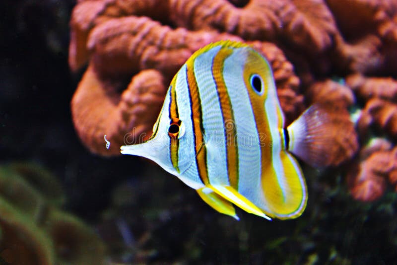Tropical Fish stock image. Image of striped, tropical - 9021449