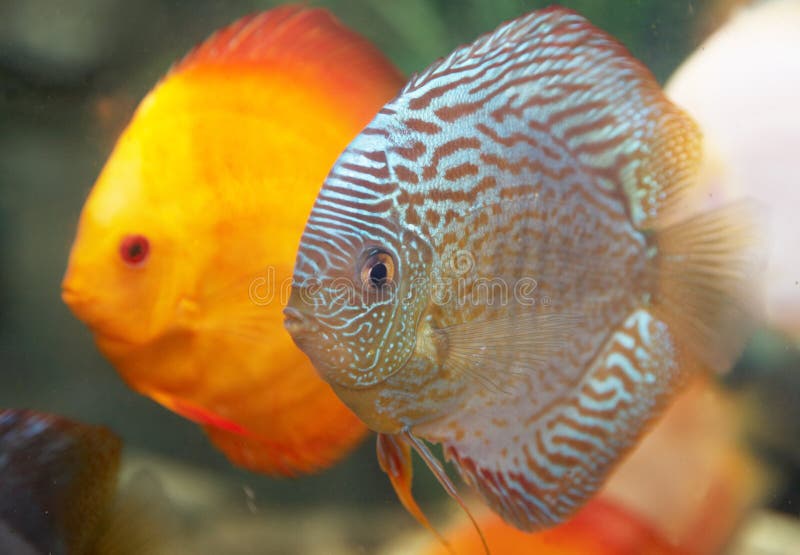 Tropical discus fish stock image. Image of round, aquarium - 5386761