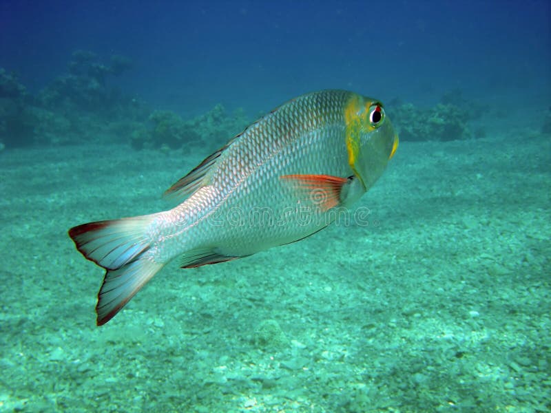 Tropical Fish Picture. Image: 9529374