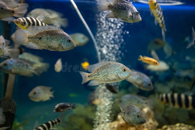 Tropical Fish Akara Turquoise Swims in the Aquarium Stock Image - Image ...