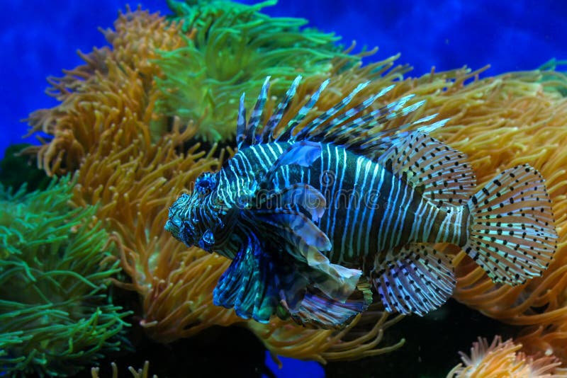 Tropical fish stock image. Image of yellow, life, tropics - 202846879