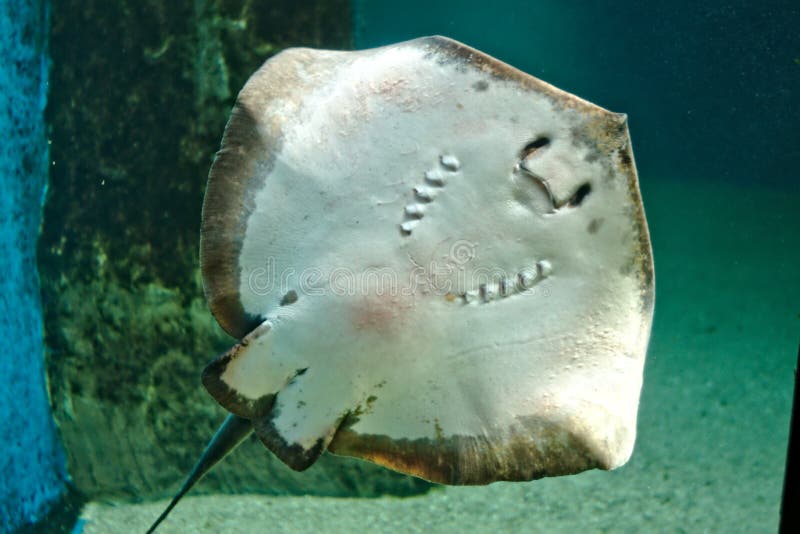 Smiling stingray stock photo. Image of gray, biology, marine - 4472008
