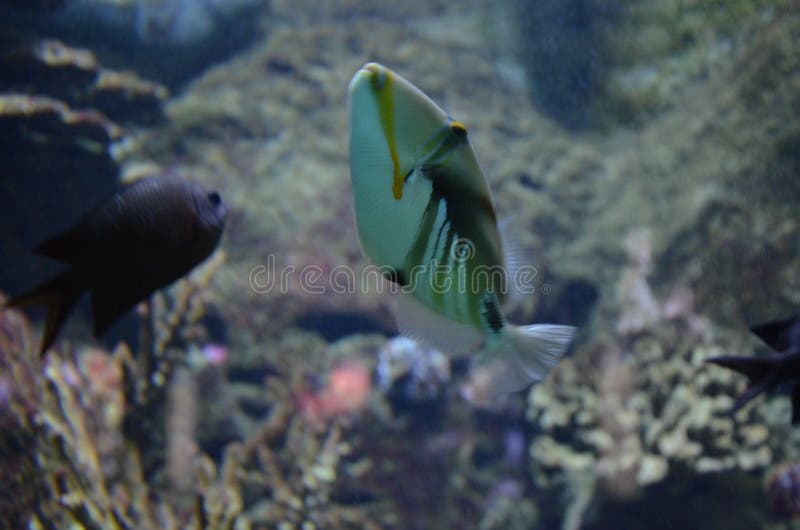Tropical Fish in Aquarium in Berlin Stock Image - Image of life, eyes ...