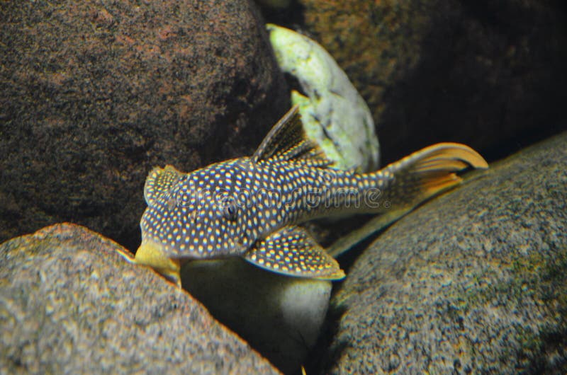 Tropical Fish in Aquarium in Berlin Stock Photo - Image of aqua, berlin ...