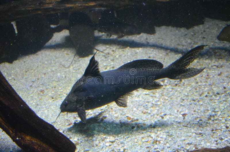 Tropical Fish in Aquarium in Berlin Stock Photo - Image of blue, ocean ...