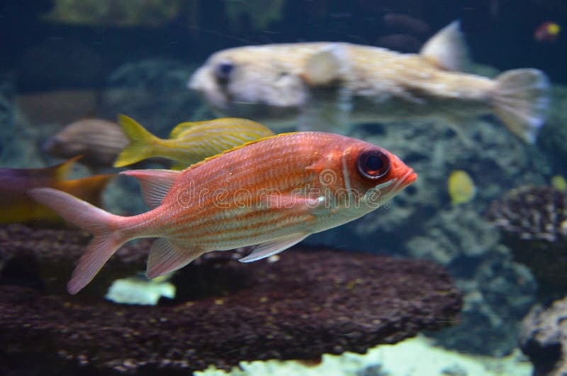 Tropical Fish in Aquarium in Berlin Stock Photo - Image of environment ...