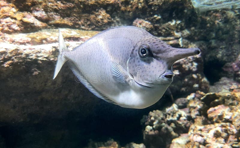Tropical Fish in the Aquarium with Big Nose Stock Photo - Image of fish ...