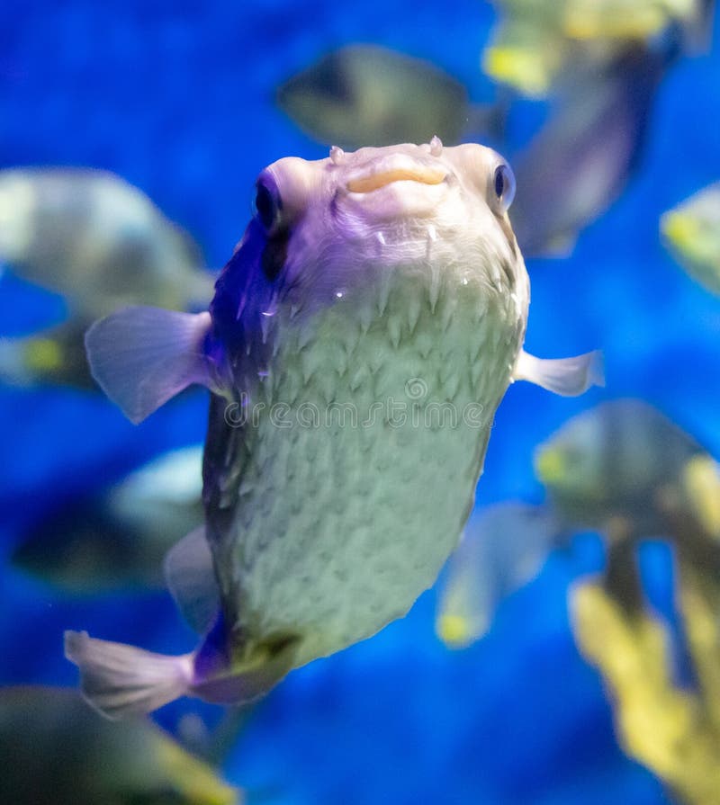 Tropical Fish in an Aquarium on a Blue Background, Close-up Stock Image ...